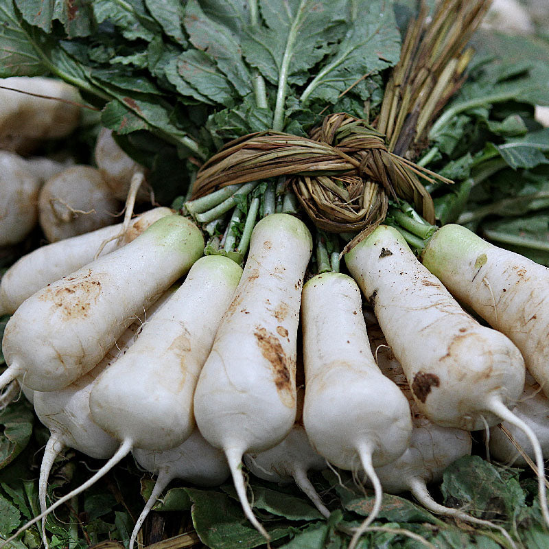 Radish Altari / Ponytail - 알타리무 / 총각무 – KSEEDZ