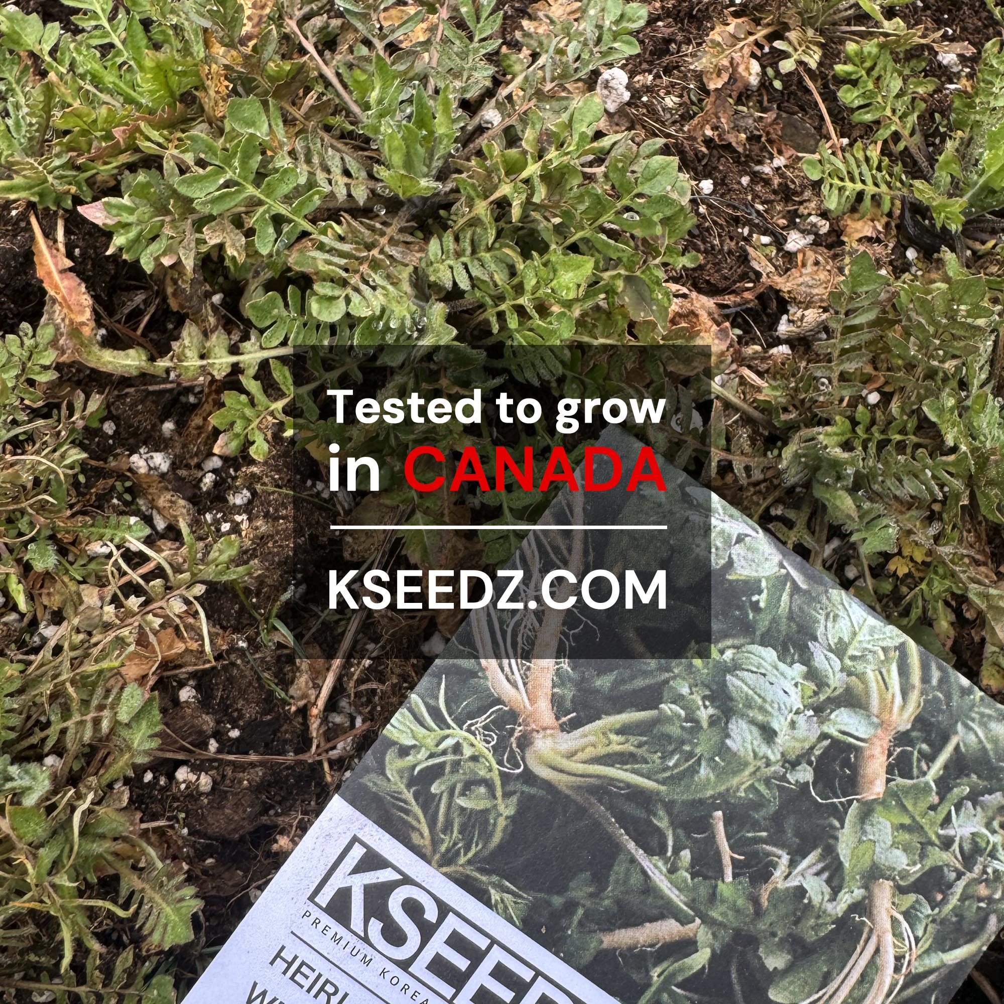 Korean shepherd's purse : Naengi - 냉이 - Kseedz